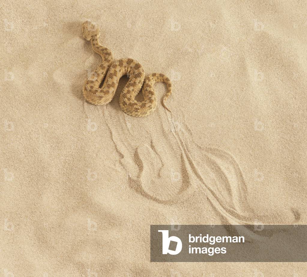 Image of Sand viper (Cerastes cerastes gasperetti) moving through sand ...