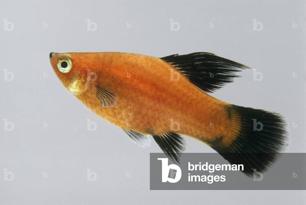 Image of Red wagtail platy fish (Xiphophorus maculatus), side view
