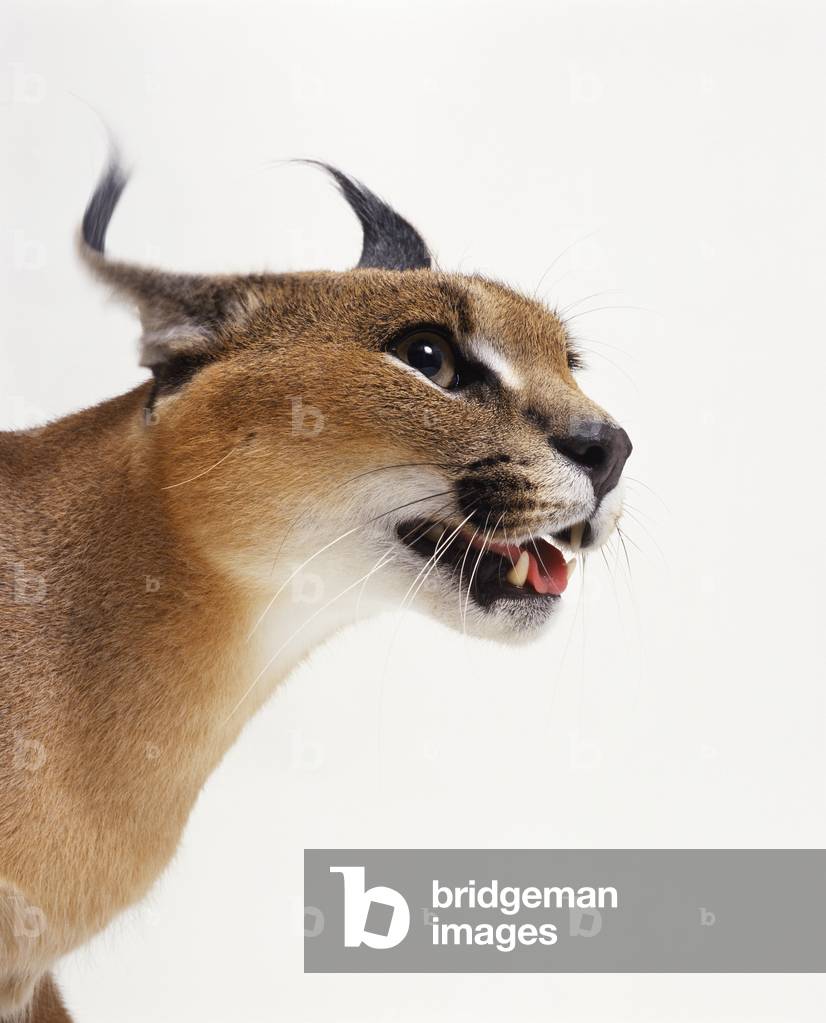 Image of Head of Caracal (Felis caracal) with its mouth partially open,