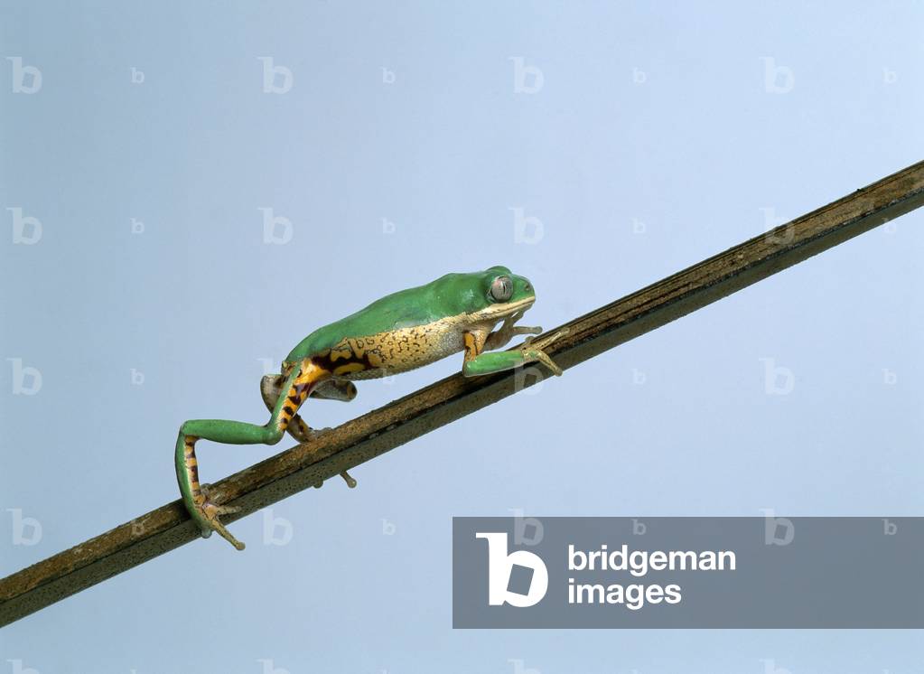Tree Frog Climbing Branch