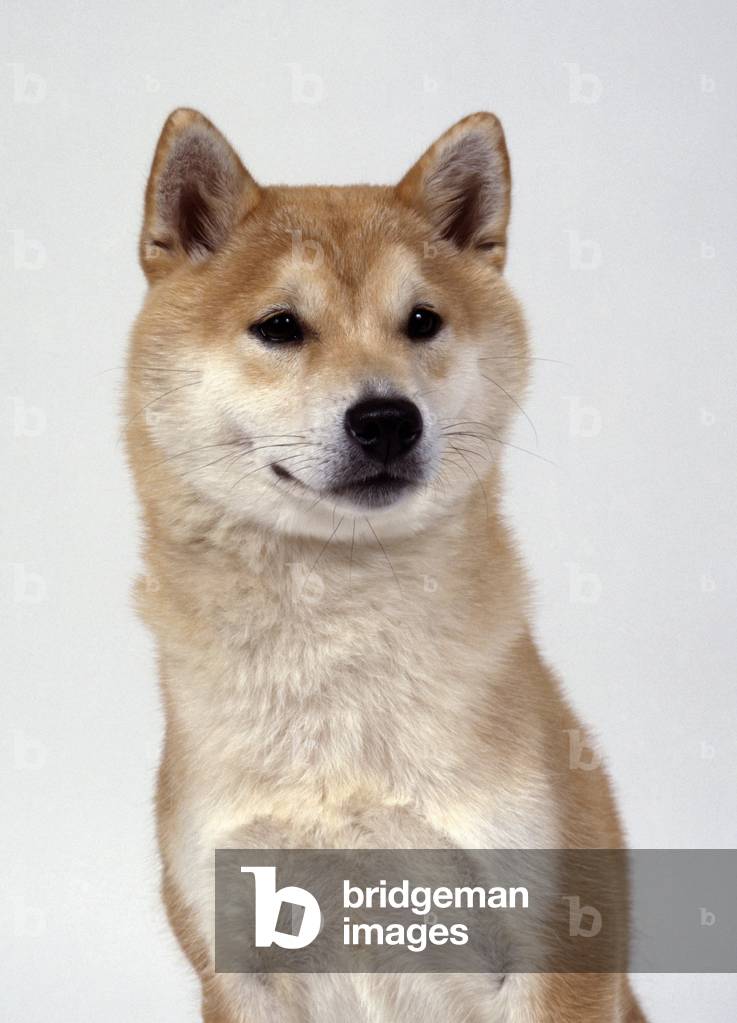 Image of Japanese Shiba Inu dog, front view