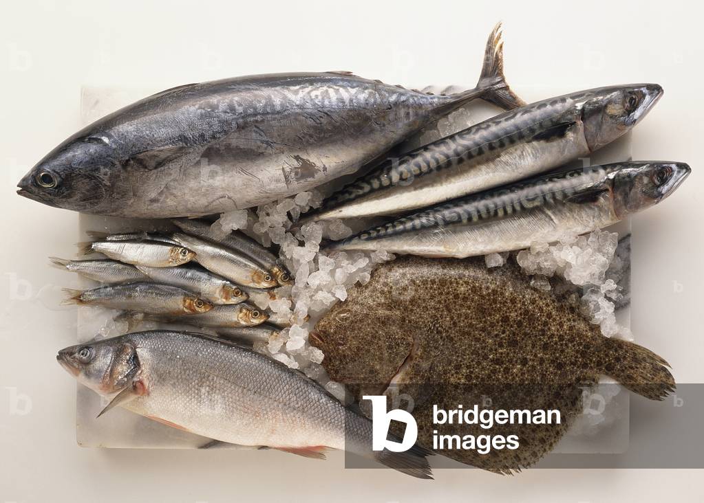 Image of Fresh Fish popular in Turkey, Palamut, Bonito, Hamsi ...