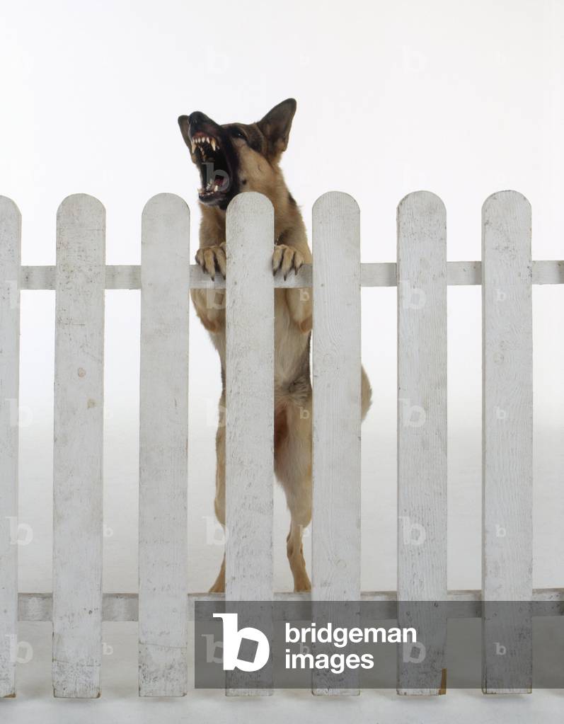 Image of Aggressive German Shepherd dog rearing up and barking behind white