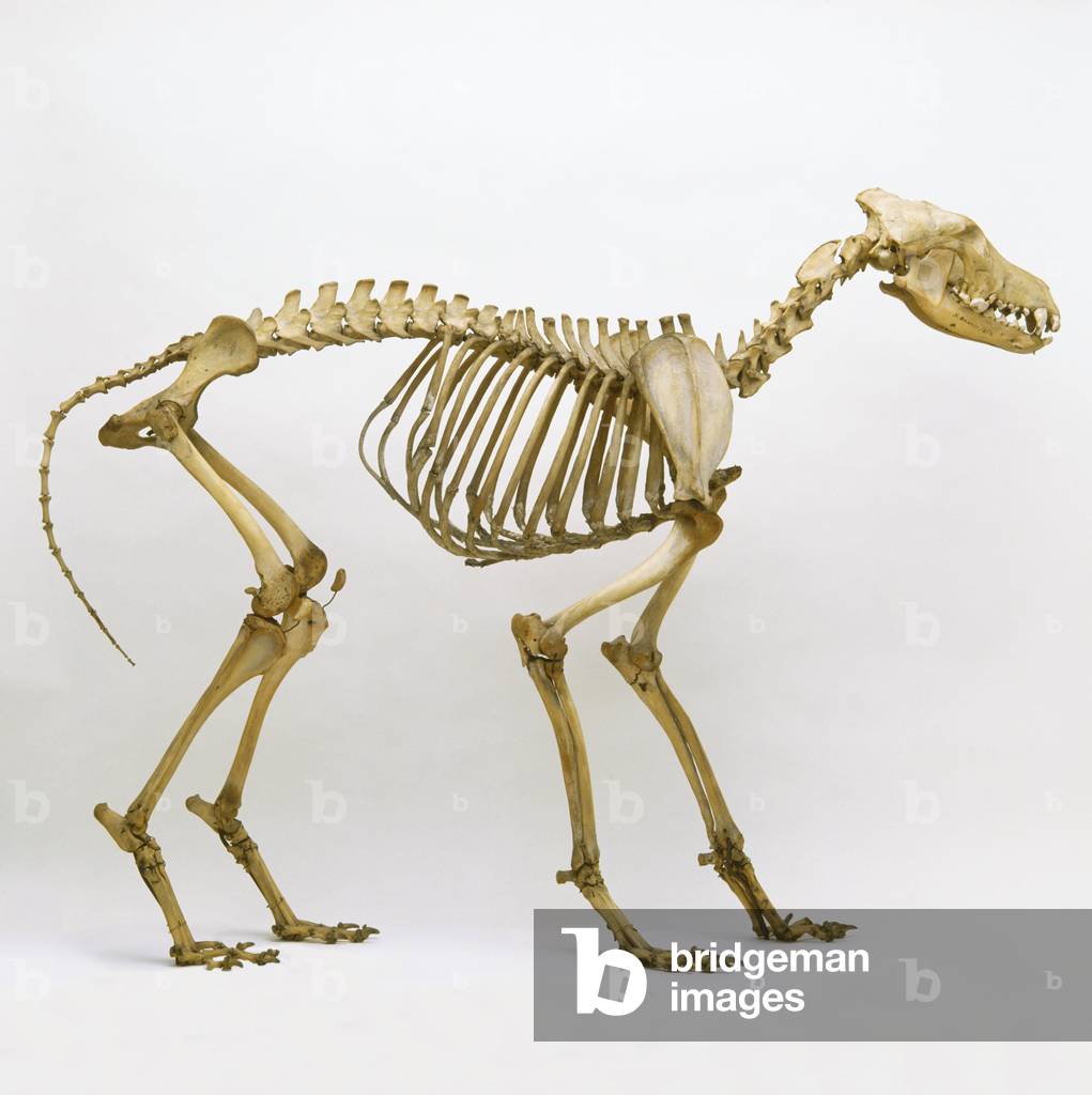 Anatomia Dello Scheletro Del Lupo