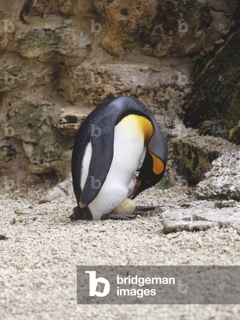 Image of Side on view of an adult mother penguin looking down