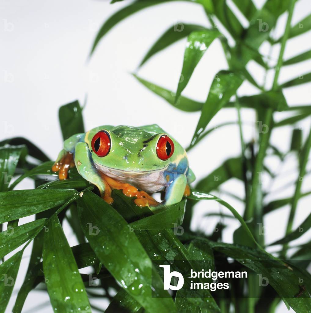 Red Eyed Tree Frog Habitat