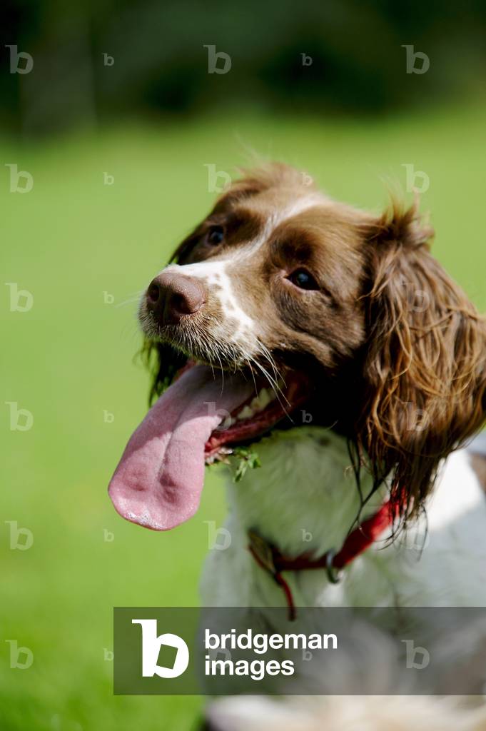 Image of Springer Spaniel with head in profile, panting