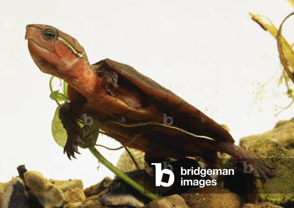Image of River Turtle, big-headed turtle cannot pull head into shell, pink