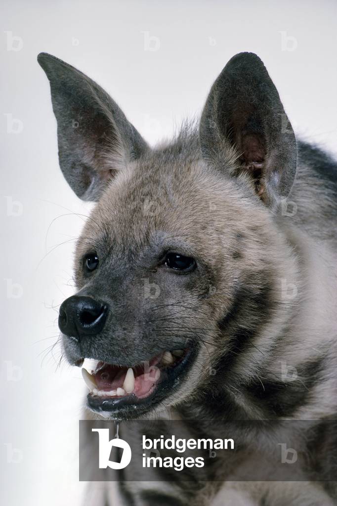 Striped Hyena Face