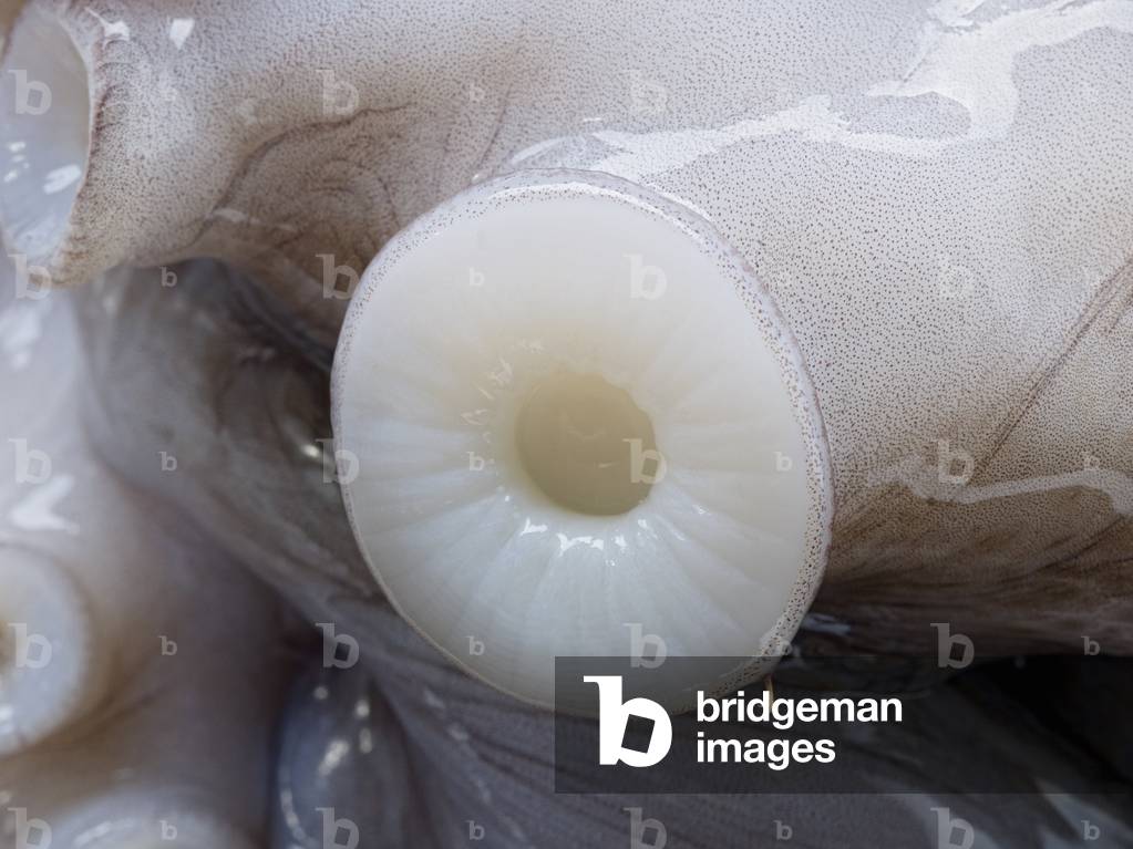 Image of Common octopus (Octopus vulgaris), close-up on a sucker