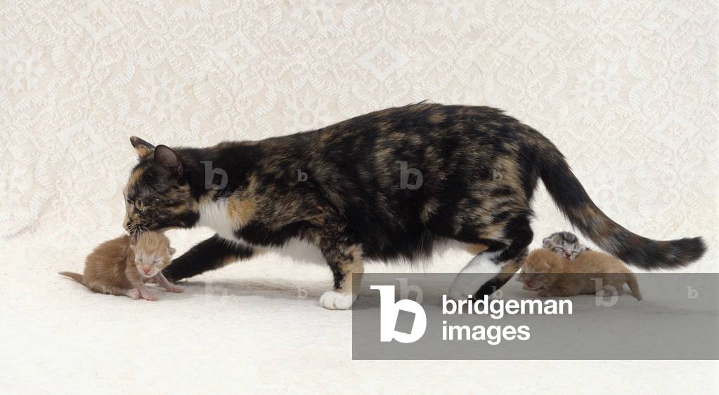 Image of Mother cat carrying kitten in her mouth