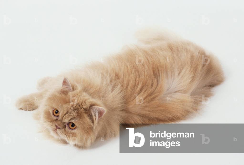 Cream And White Persian