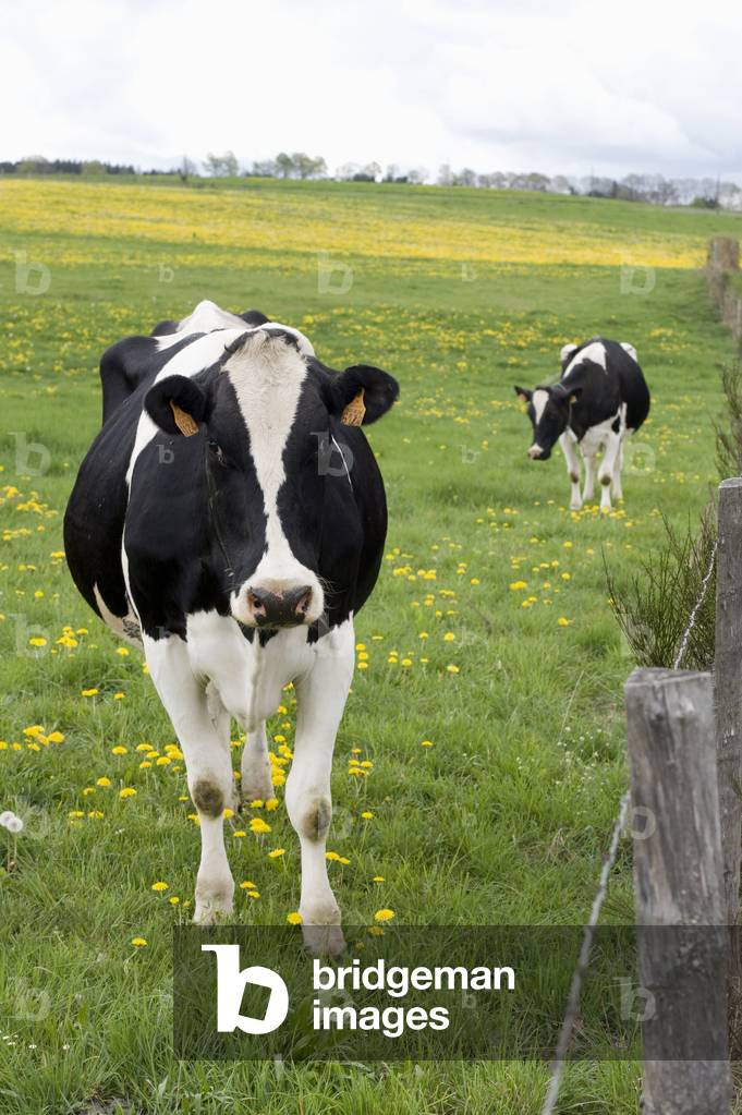 Image of France, Massif Central, Friesian cows in a pasture