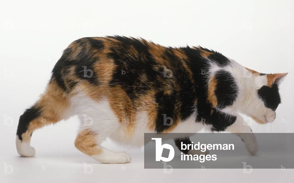 Image of Brown and white tortoiseshell manx on all fours, side view