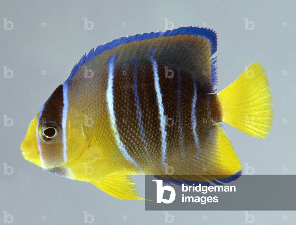 Disegno Pesce Angelo Regina Pesce Di Angelo Un Blu Crestato Immagine