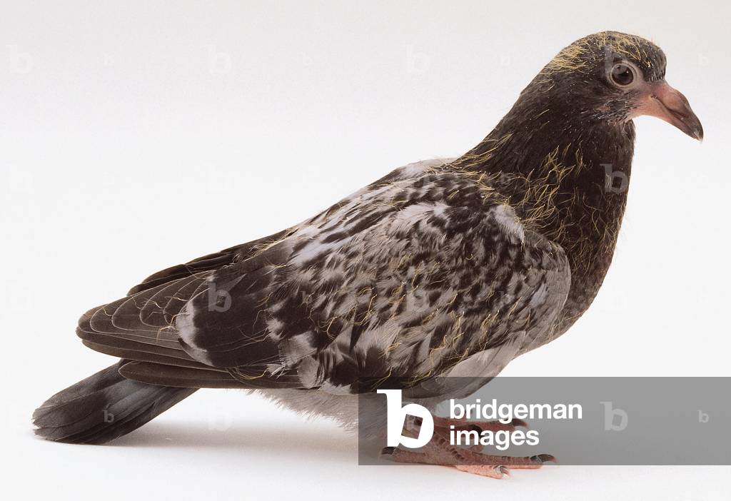 Image of Two week old street pigeon, with relatively little yellow plumage
