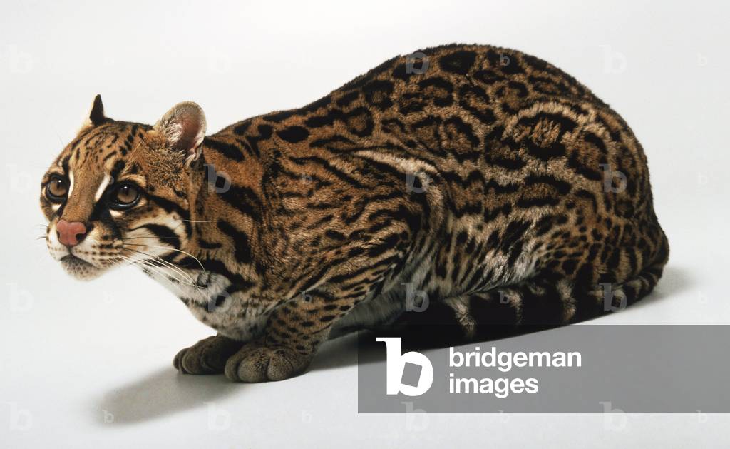 Image of Ocelot (Leopardus pardalis), sitting, side view