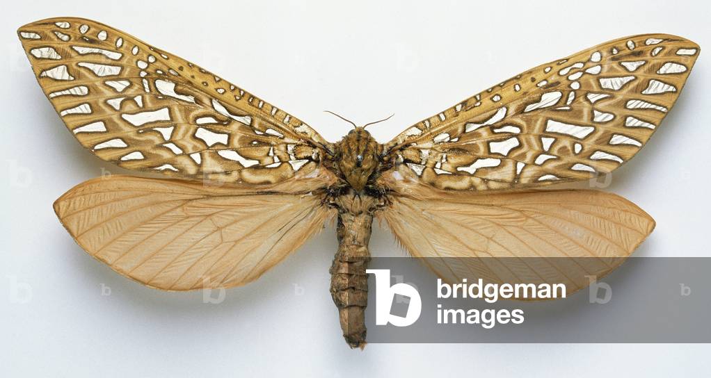Image of Leto venus, Venus Moth, mounted male, orange brown forewings ...