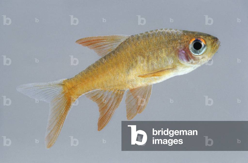 Image of Fire rasbora (Rasbora vaterifloris), a yellow, tropical ...