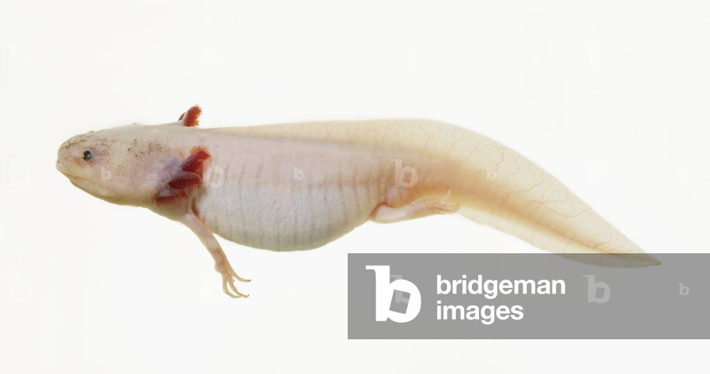 Image of Axolotl (Ambystoma mexicanum) underwater, side view
