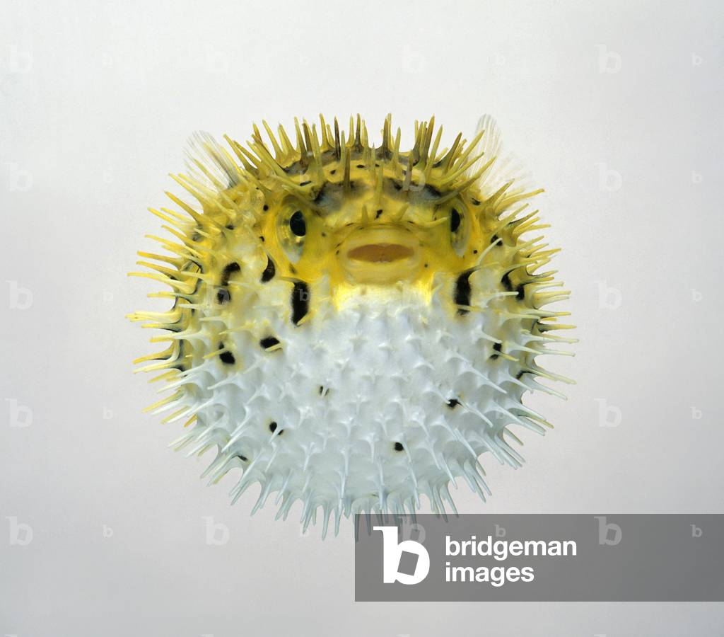 Image of Spiny puffer (Diodon holocanthus), inflated, front view