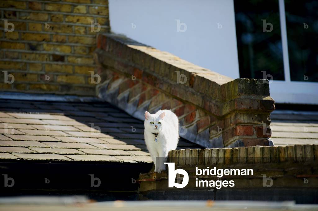 Image of A white cat on a roof