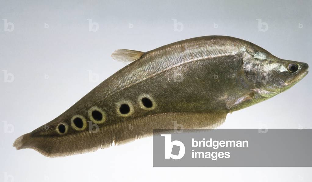 Image of Clown Knifefish (Notopterus chitala), showing tiny, feather ...