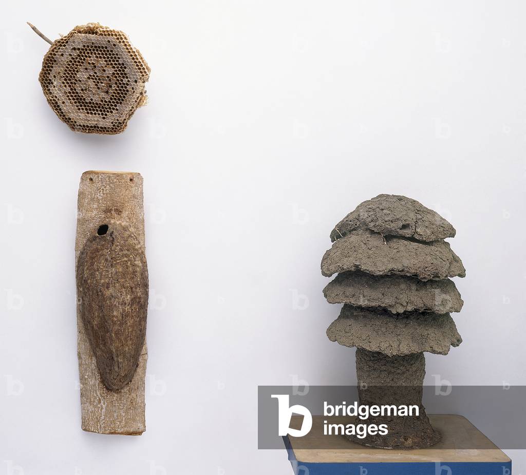 Image of Nests built by African termites (Cubitermes sp.) and by two