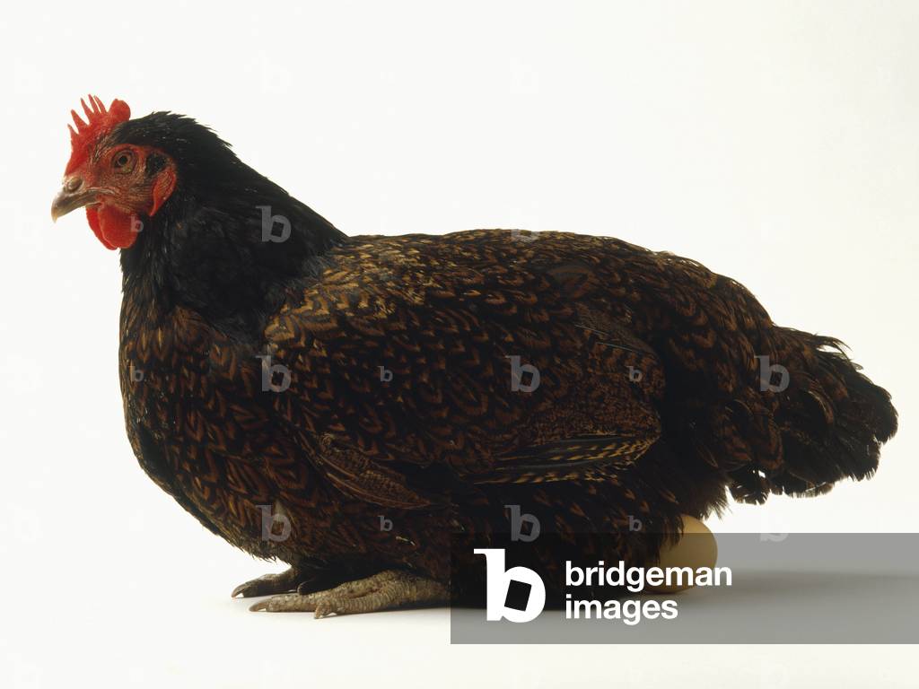Image of Brown hen (Gallus gallus) laying an egg, side view