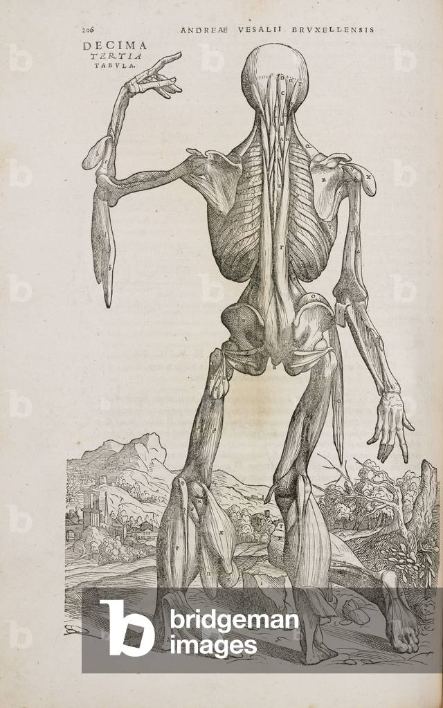 Image of Muscles Rear view of the spinal muscles of the male