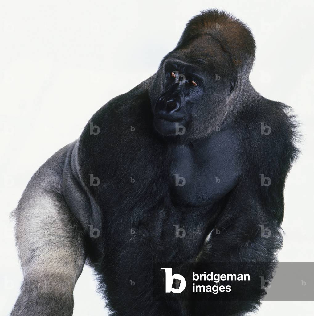 Image of Silverback Lowland Gorilla (Gorilla beringei graueri) on all ...