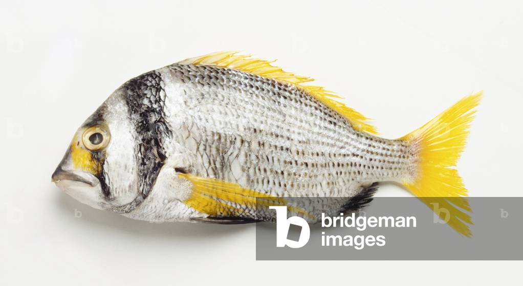 Image of A sliver coloured fish with yellow fins, side view