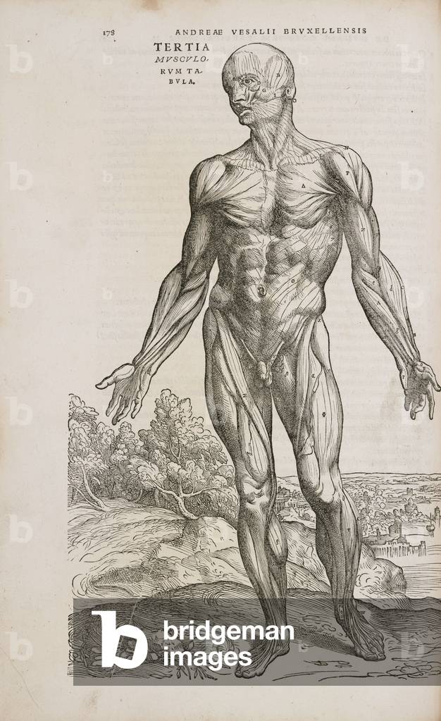 Image of Muscles Front view of the superficial muscles of the male