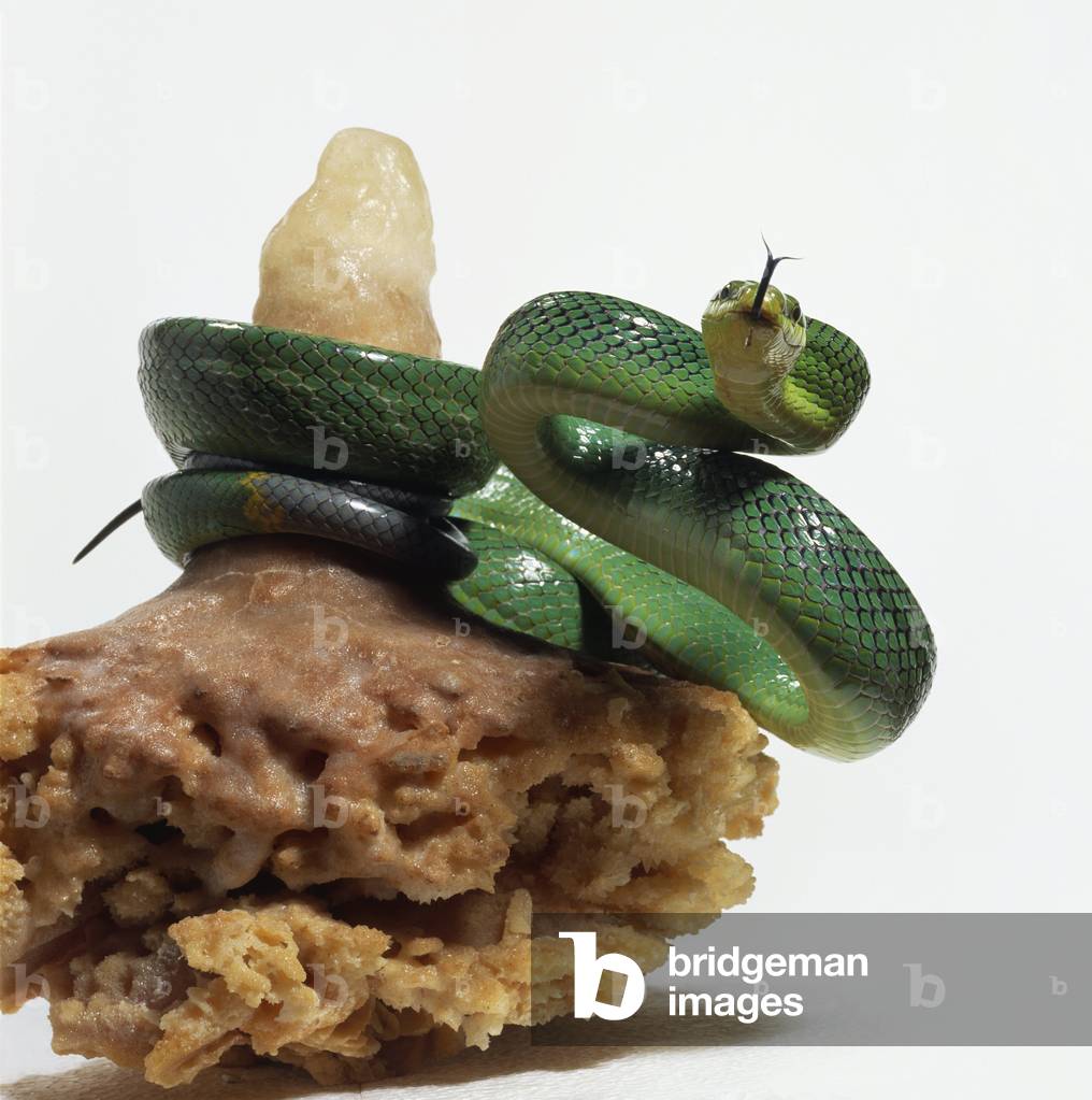 Image of Red-tailed Racer (Gonyosoma oxycephala) with its tail coiled ...