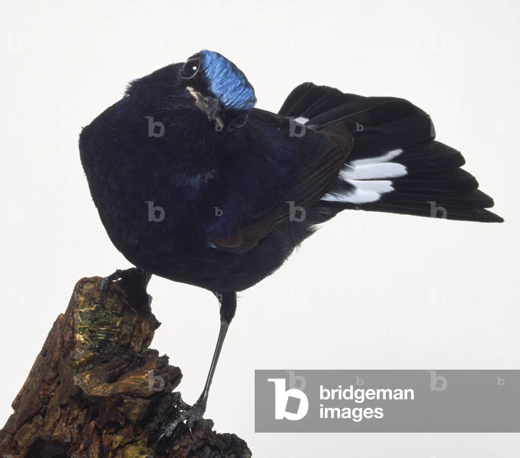 Side view of a White-Tailed Robin perching on a decaying tree stump ...