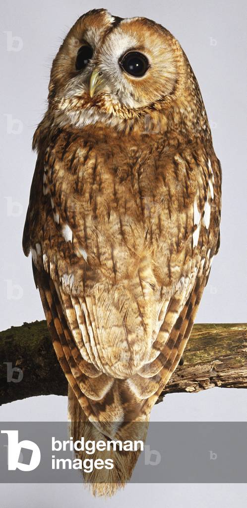 Image of Back view of a Tawny Owl with head turned looking