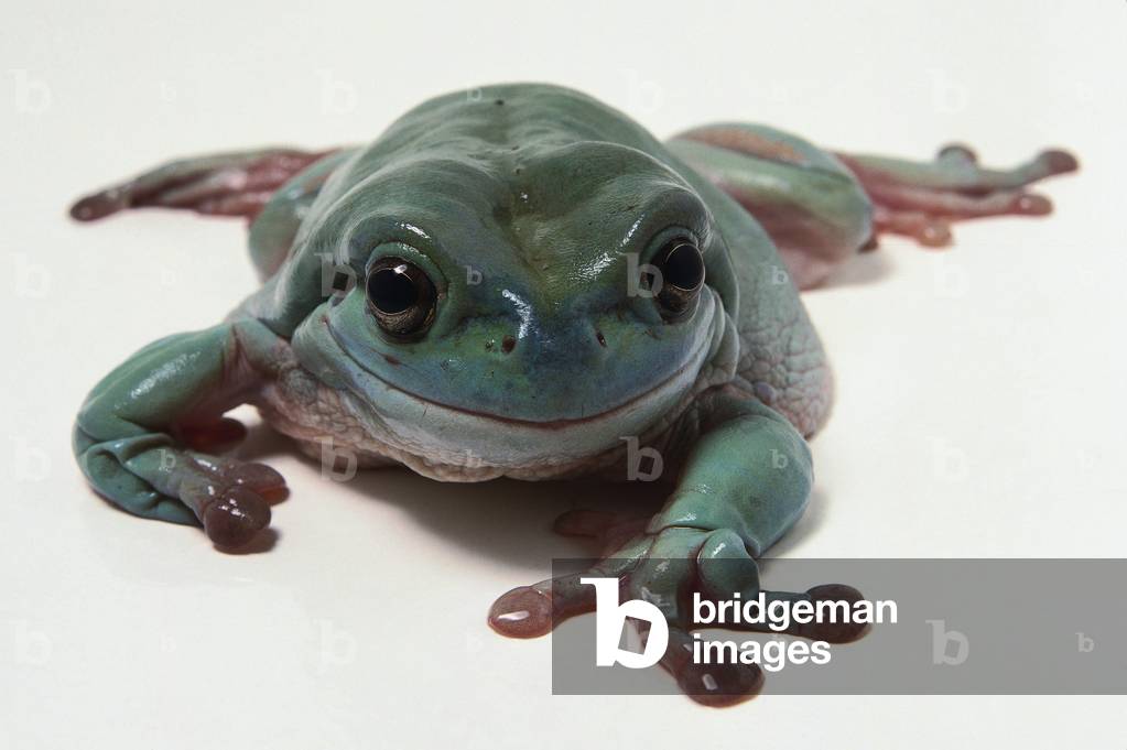 Image of Front view of Australian Tree Frog