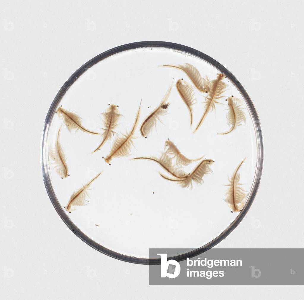 Image of Brine Shrimp (Artemia) in petri dish