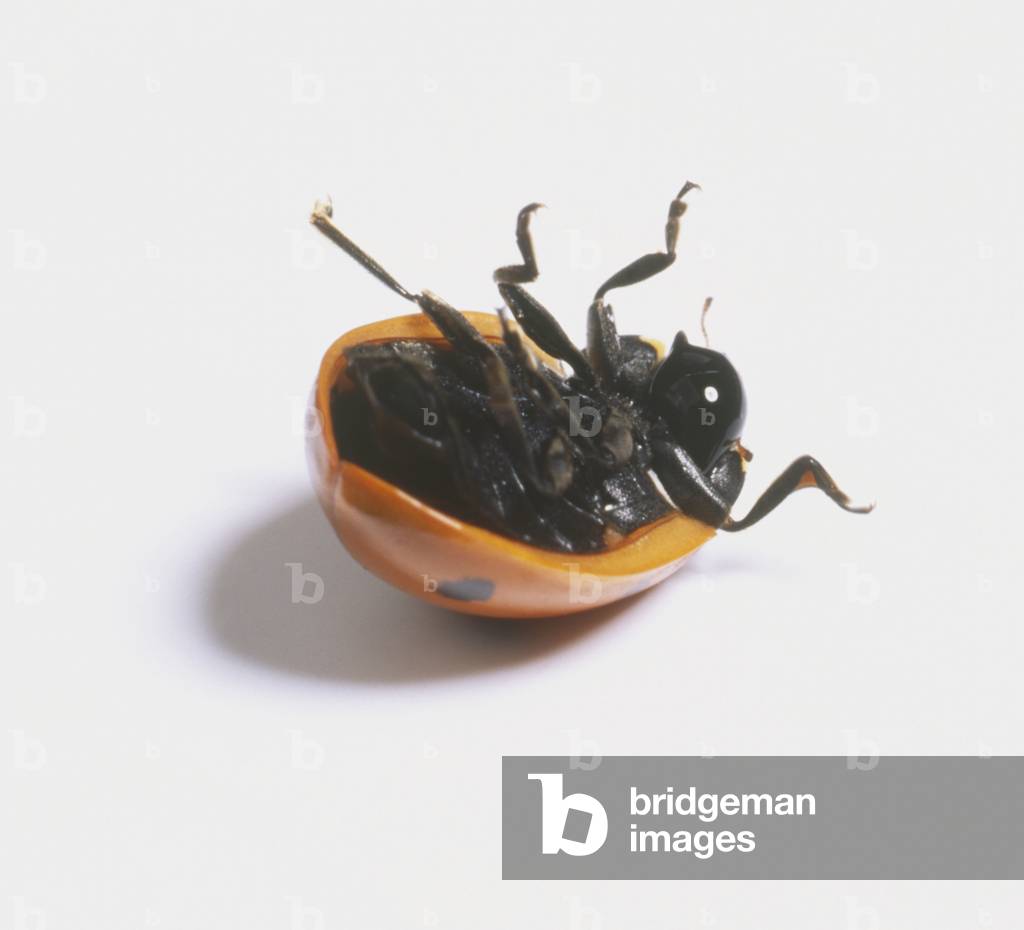 Image of Coccinellidae, Ladybird lying on its shell