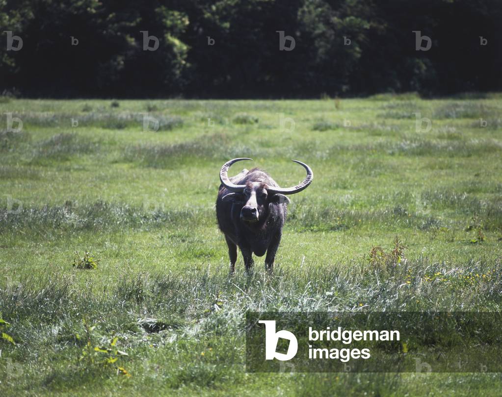 Image of Front view of an Asian Water Buffalo (Bubalis bubalis) showing