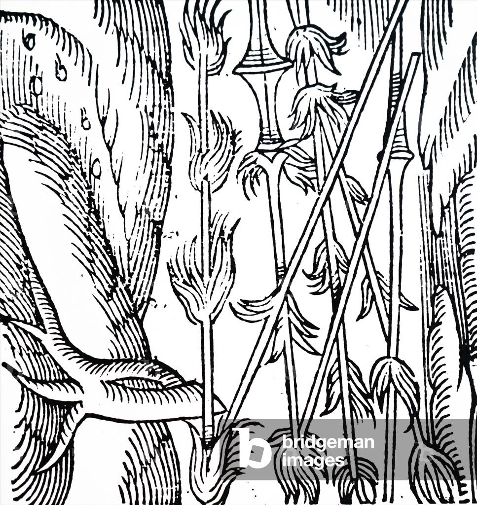 Image of Engraving depicting an ancient meteor shower shown as fiery ...