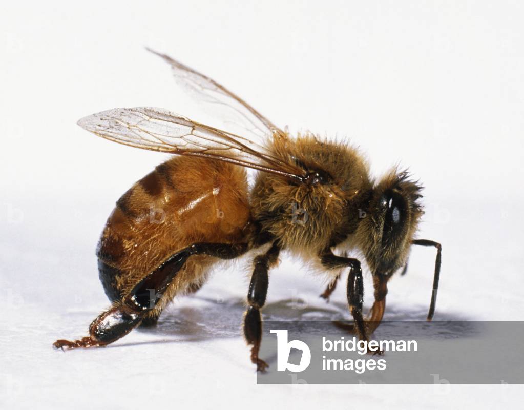 Image of Western Honeybee (Apis mellifera), worker bee, side view
