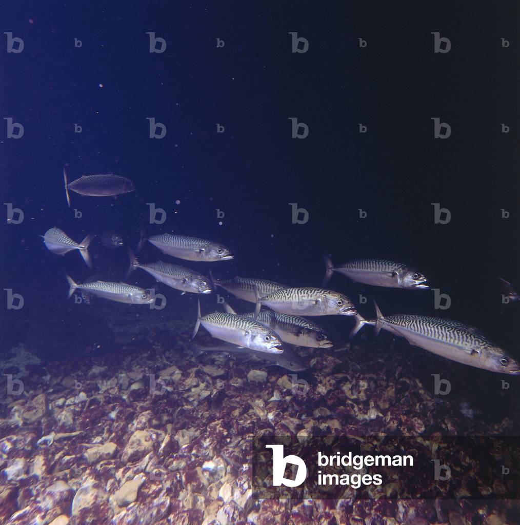 Image of Shoal of Atlantic Mackerel (Scomber scombrus) underwater, side ...