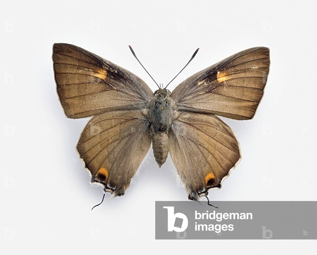 Image of Common guava blue (Virachola isocrates) butterfly