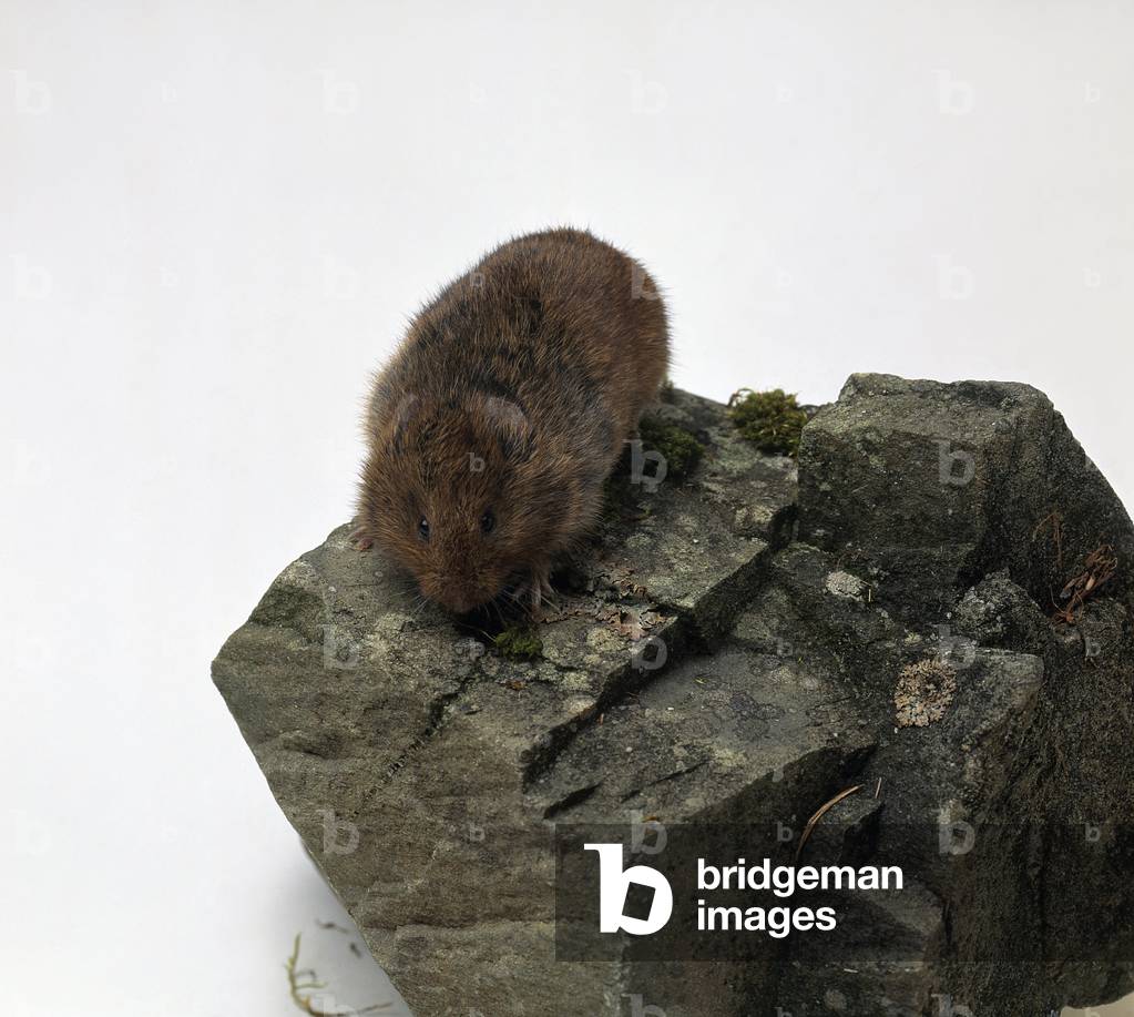 Image of Common vole (Microtus arvalis) sitting on a rock (photo)