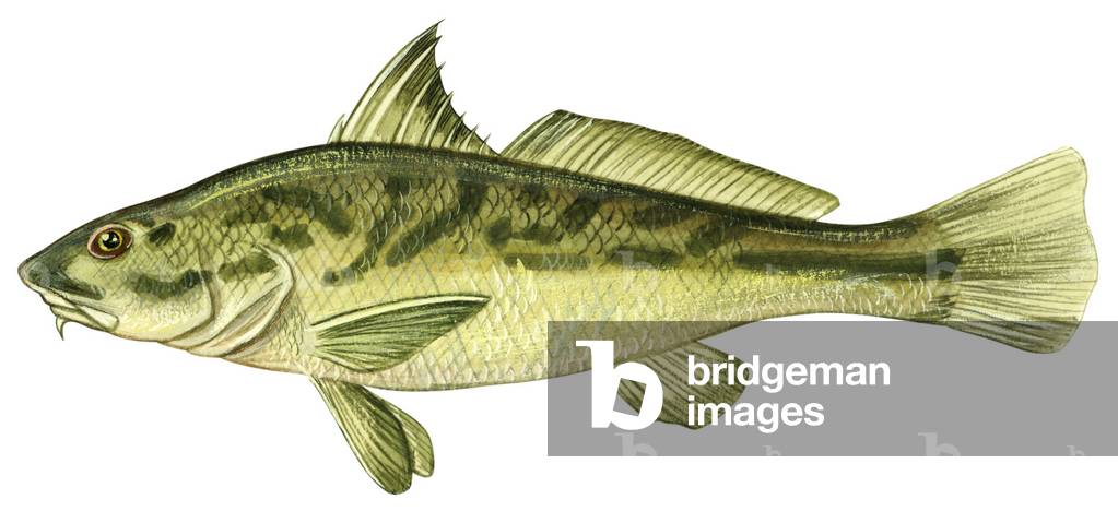 Menticirrus Saxatilis