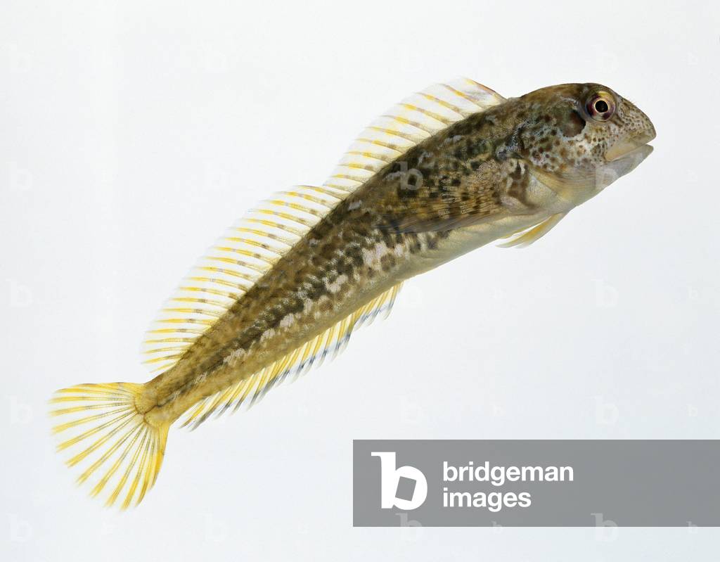 Image of Blenny (Lipophrys pholis), side view