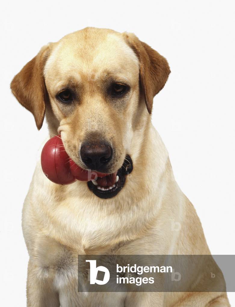 Image of Head and shoulders of a Yellow Labrador Retriever (Canis ...