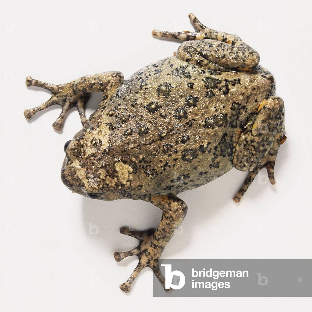 Image of Overhead view of Asian Bullfrog (Kaloula pulchra)