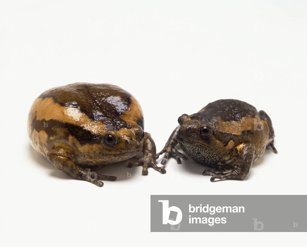 Image of Malaysian narrow-mouthed toads (Kaloula pulchra), showing ...